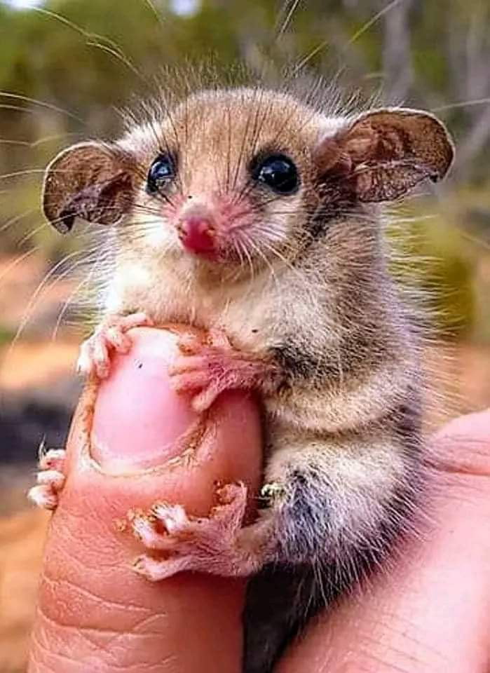 The Australian pygmy possum is the world's smallest possum - 9GAG