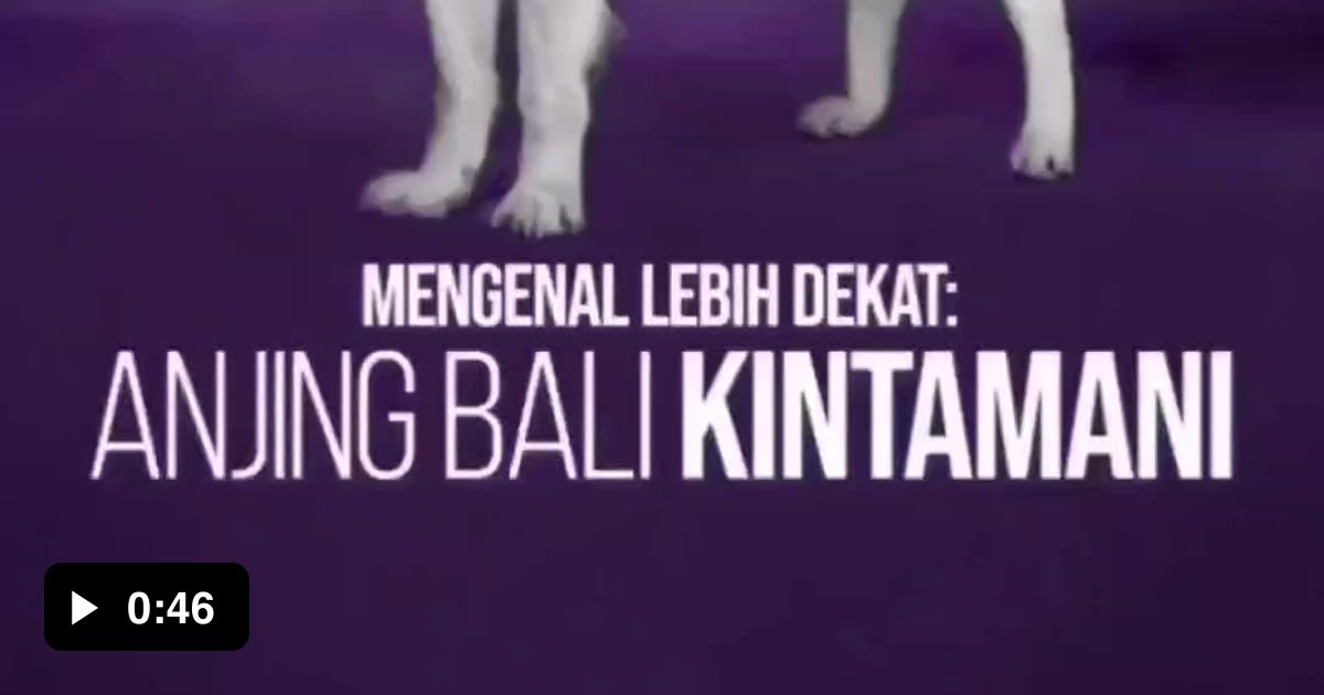 Native dog in indonesia , originated from bali, and recognised by FCI ...