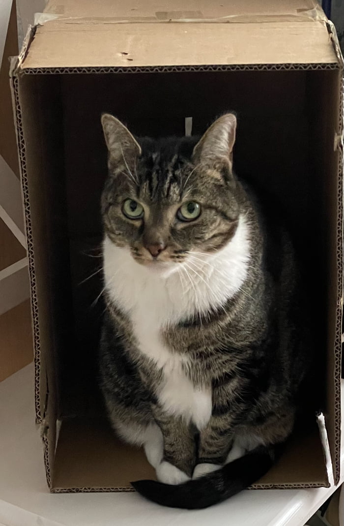 Cat in the box - 9GAG