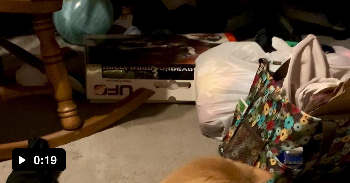 Toby’s Tail Trouble - 9GAG