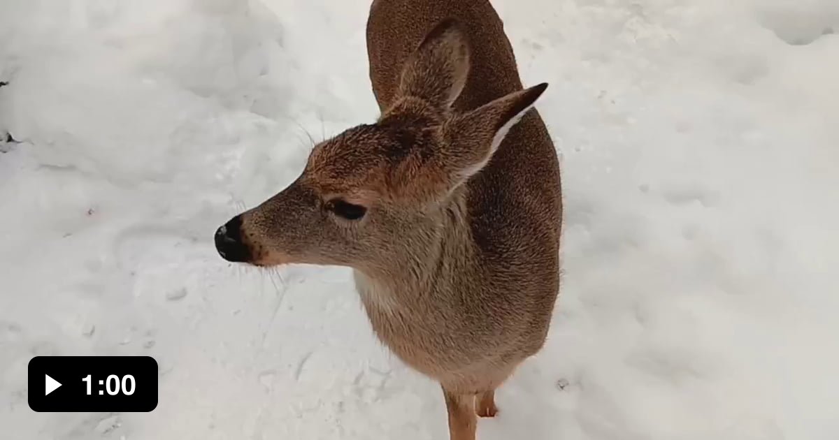 This deer comes over to say "hello" every now and again. - 9GAG