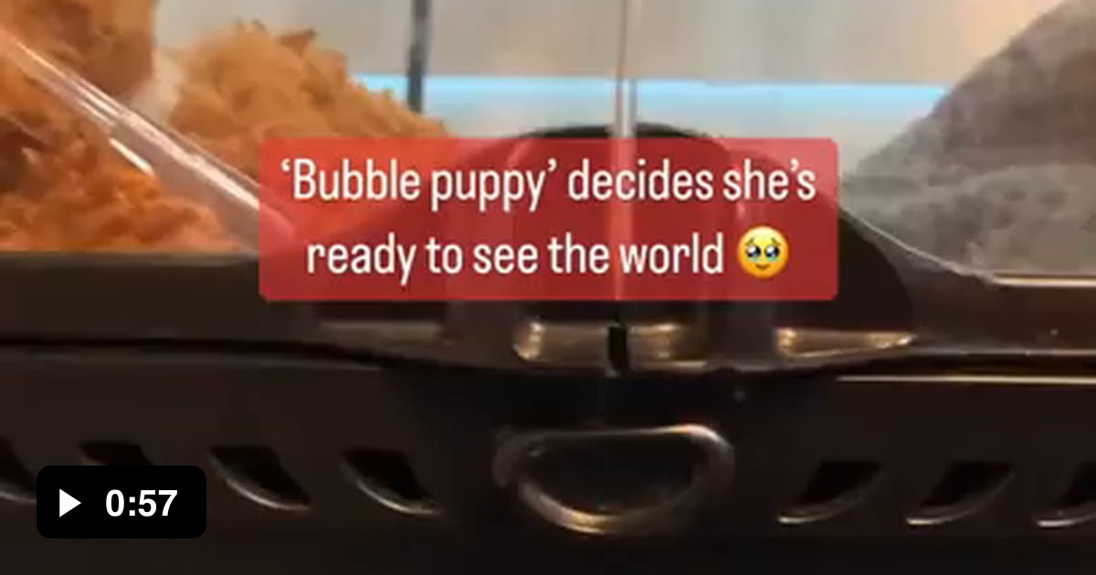 Bubble Puppy - 9GAG