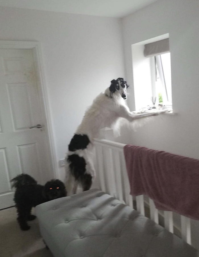 These two dogs - 9GAG