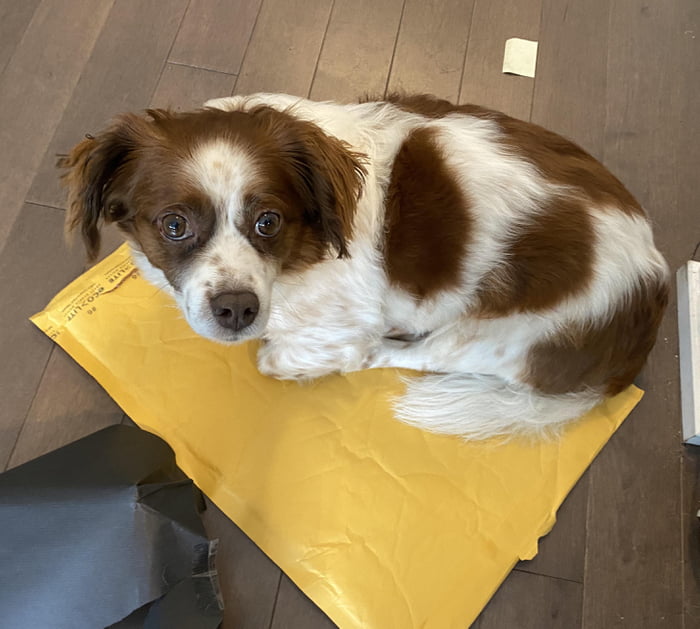 Rescue dog enjoying the finer things in life now…like a Manila envelop ...