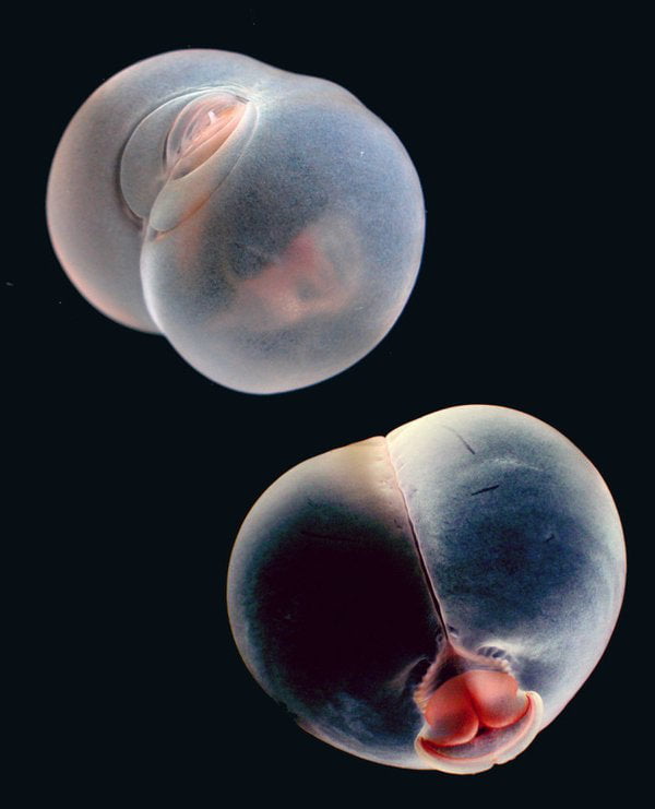 Ladies and gentlemen, let me introduce you to Chaetopterus pugaporcinus otherwise known as the ...