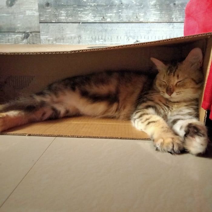 Cat 2 fitting... - 9GAG