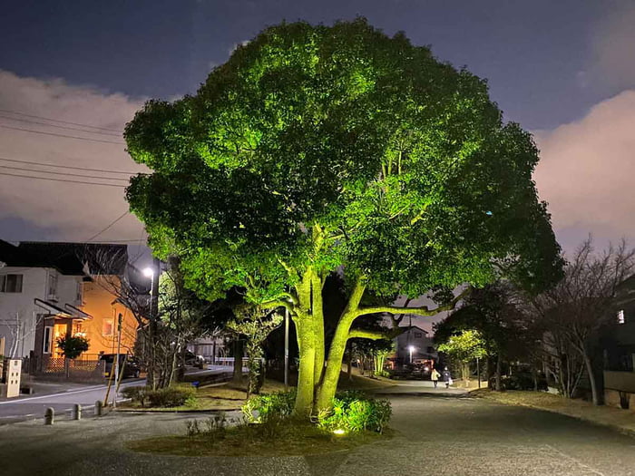 This tree in Japan looks like broccoli - 9GAG