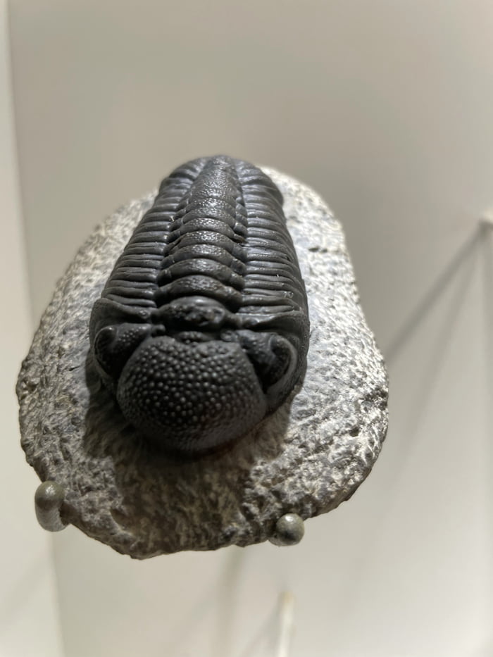 A classic, big nosed Trilobite! About as average as average could be in ...
