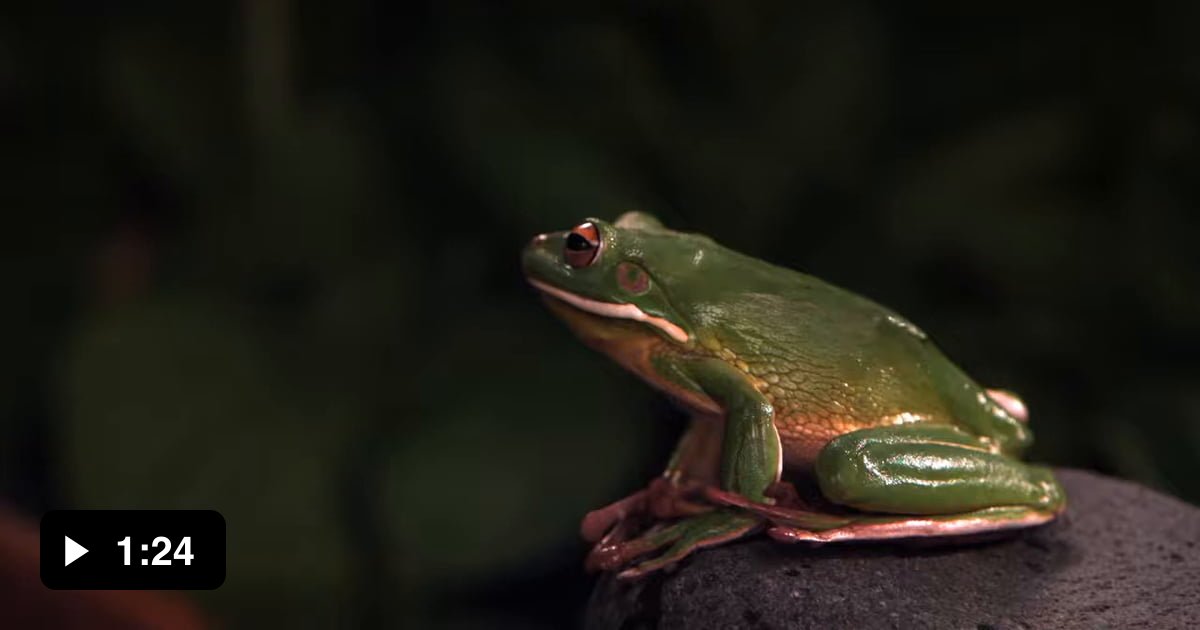 Frogs jumping in high definition with classical music. - 9GAG
