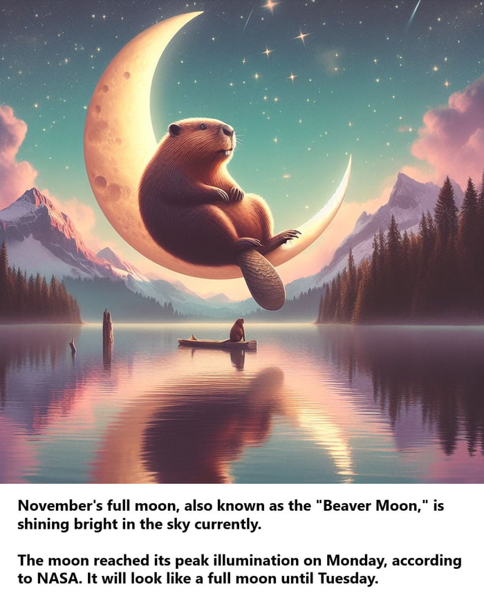 Beaver Moon Memes Beaver Moon' On November 15: All You Need To Know