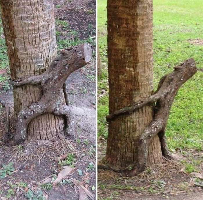 Calm down tree - 9GAG
