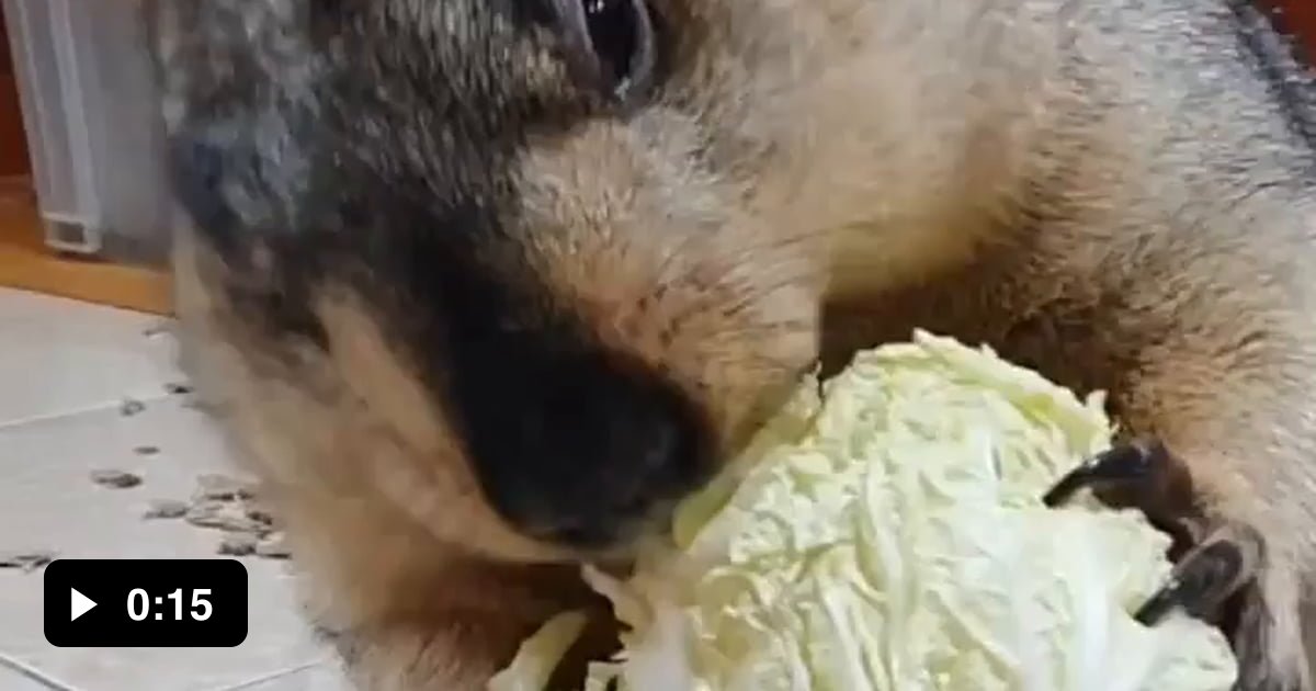 Chunky Marmot Chewing Cabbage - 9GAG