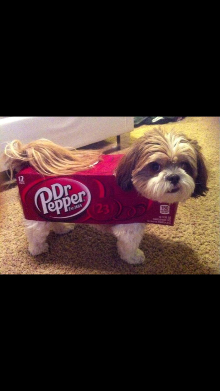 Dr Pupper - 9GAG