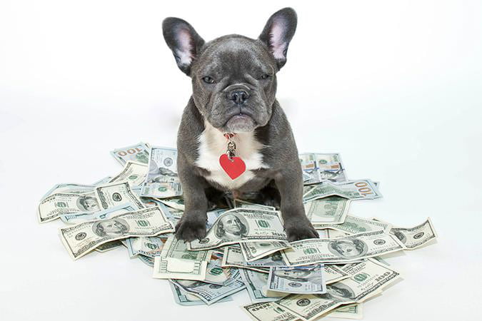 Upvote money dog and you will get rich in the next 3 days. - 9GAG