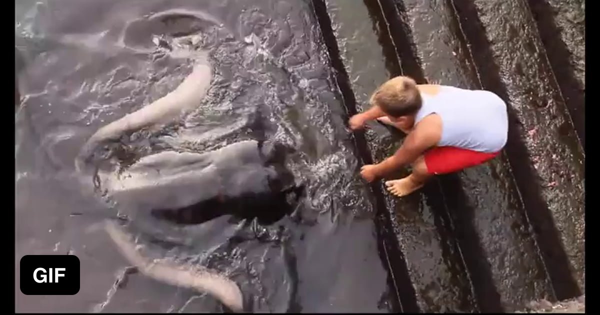 Big Floppy Water Puppy - 9GAG