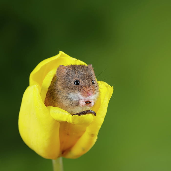 Harvest mice likes crawling into flowers to eat the pollen and ...