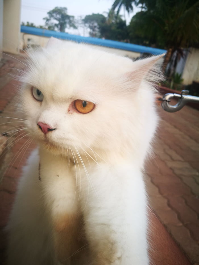 Cute floof ball with heterochromia - 9GAG