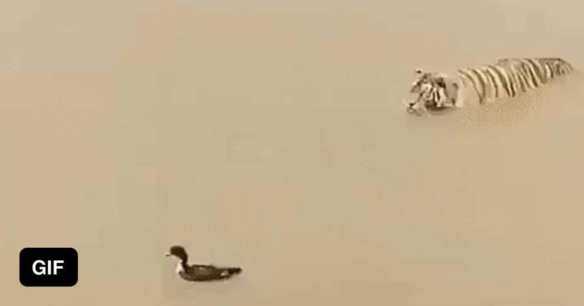 A tiger hunting a duck - 9GAG