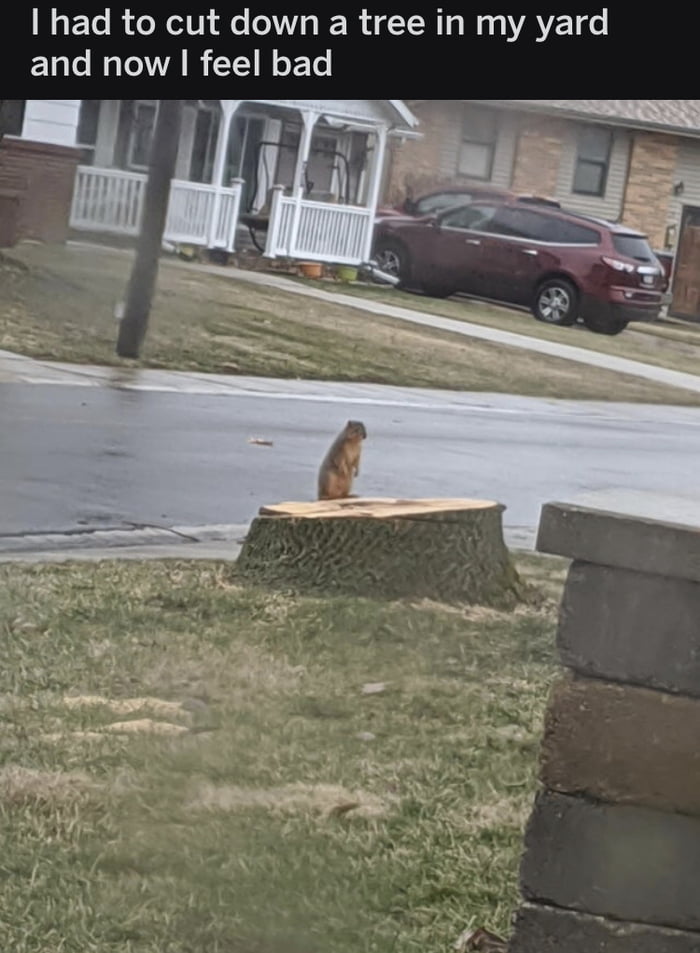 *Sad squirrel noises* - 9GAG