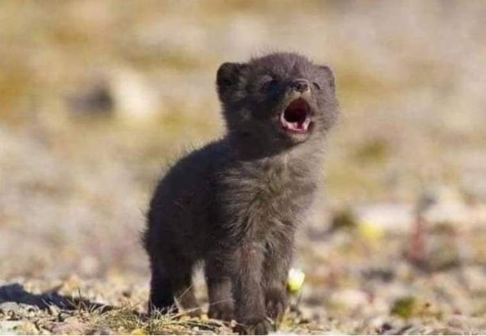 Baby wolf doing his first awoo - 9GAG