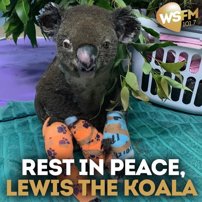 Rescued Burnt Koala - 9GAG