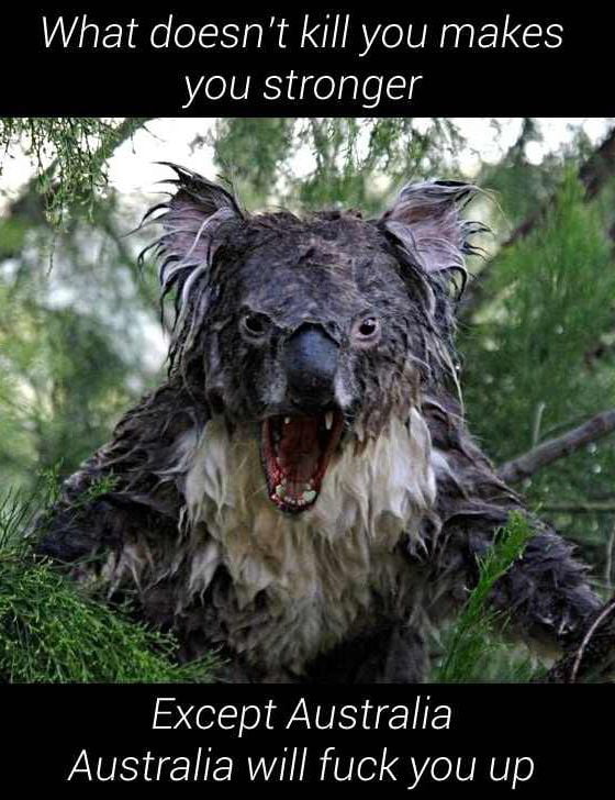 Beware of drop bears - 9GAG