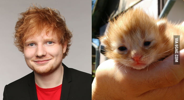 Ed Sheeran Cosplay - 9GAG