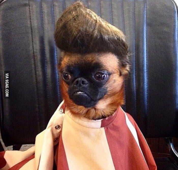 Hair of the dog. - 9GAG