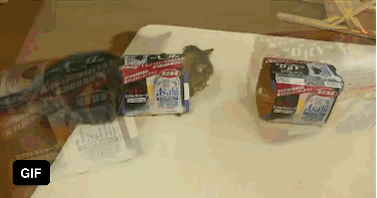 "I'm in a box! I should really be in two boxes..." - 9GAG