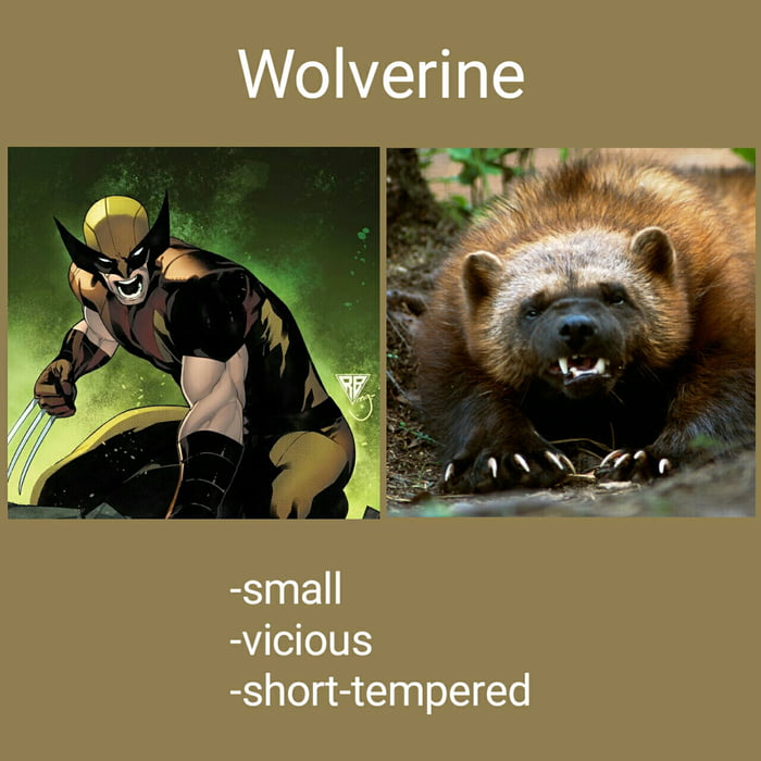 The fact that Logan was called Wolverine because he was 'short a.k.a ...