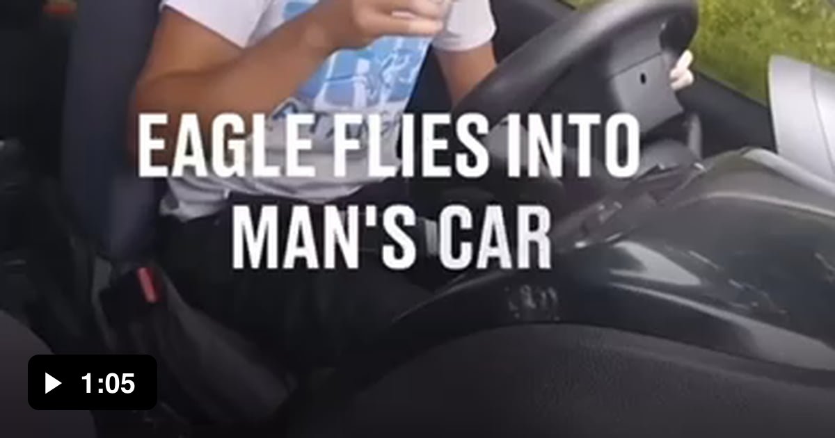 Bird:” look at me , I’m the captain now” - 9GAG