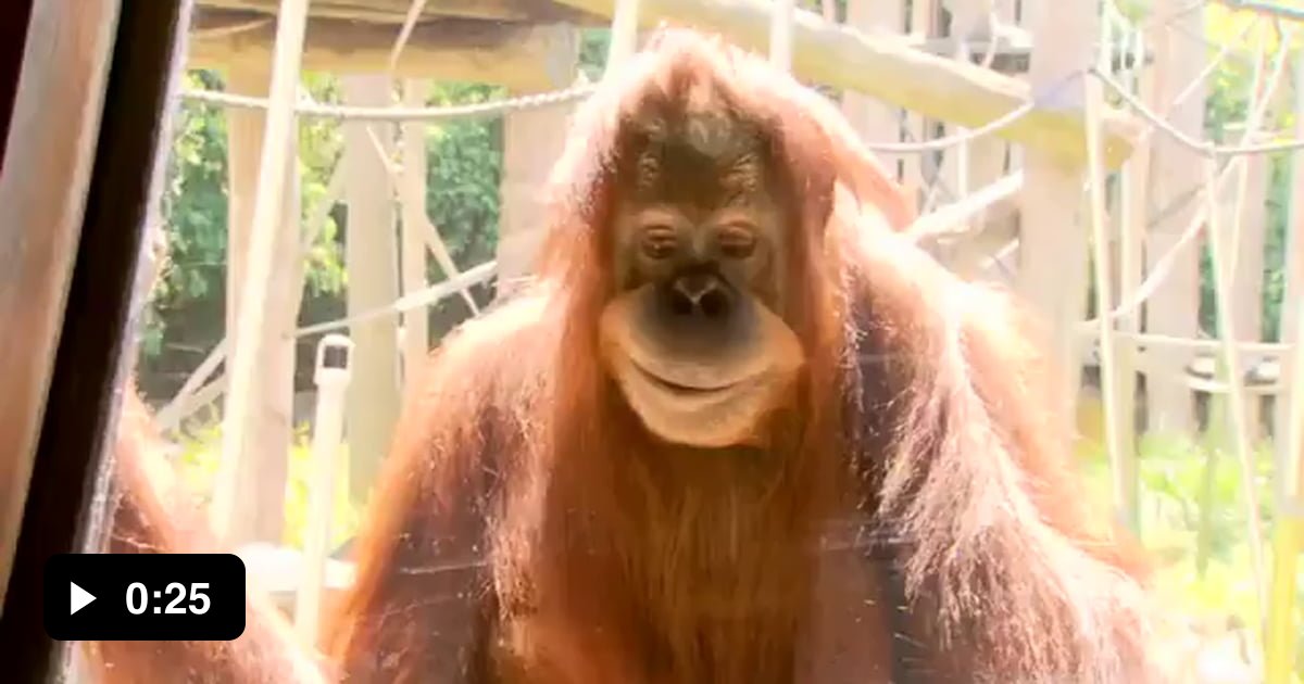 This Orangutan... - 9GAG