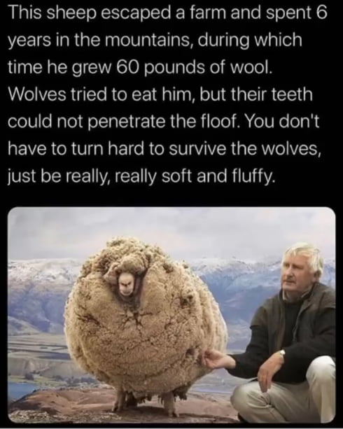 Stay fluffy - 9GAG