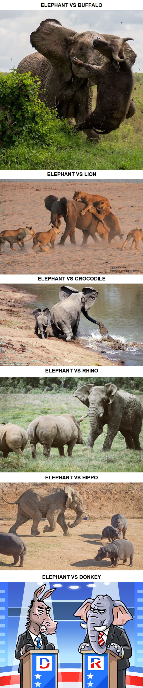 Elephant vs other animals - 9GAG