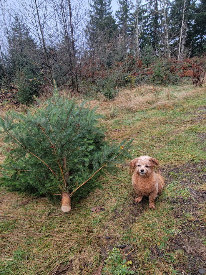 Hazel helped find the perfect tree! - 9GAG