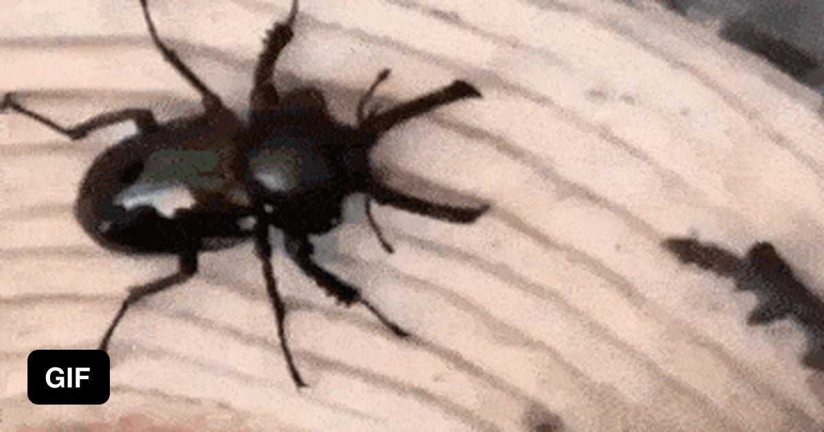 Auto-Beetle, prototype imposter (needs improvements) - 9GAG