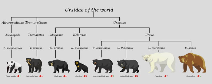 Know your bear - 9GAG