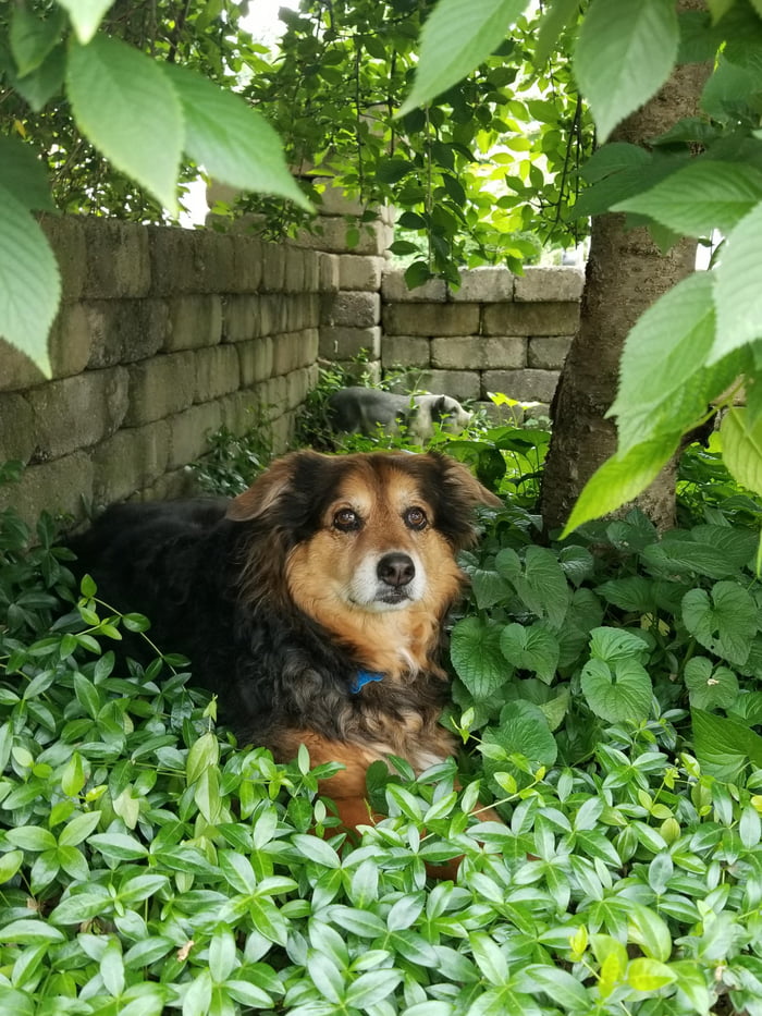 A daily picture of Peanut the dog - Day 667 - 9GAG