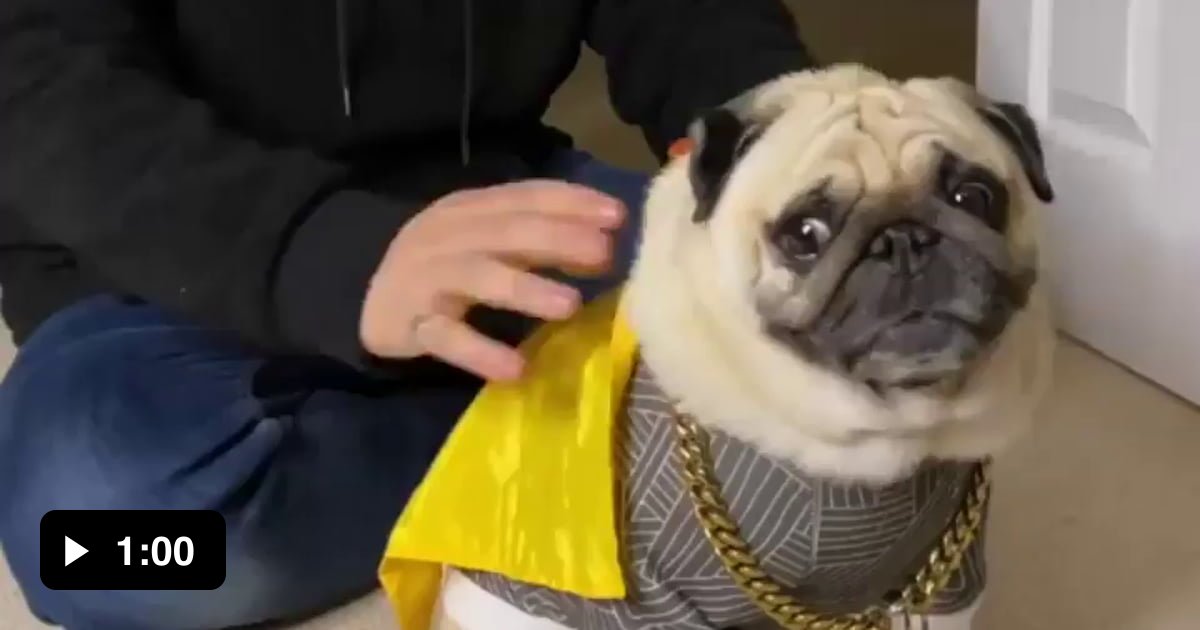That pug has talent. - 9GAG