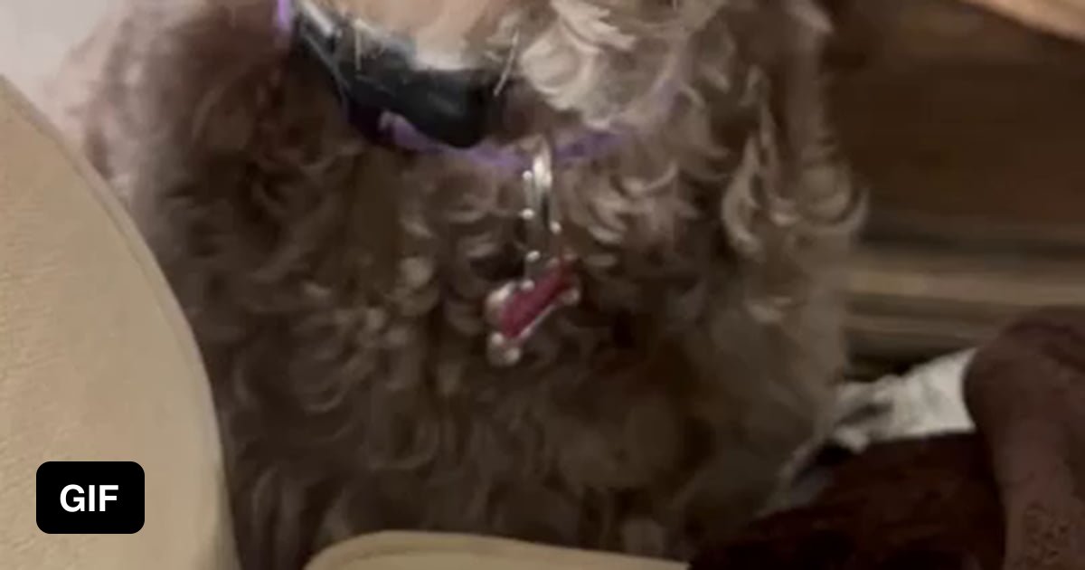 Ruby and her large snoot - 9GAG