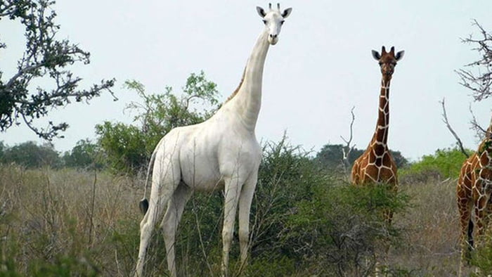 The worlds only known white giraffe. - 9GAG