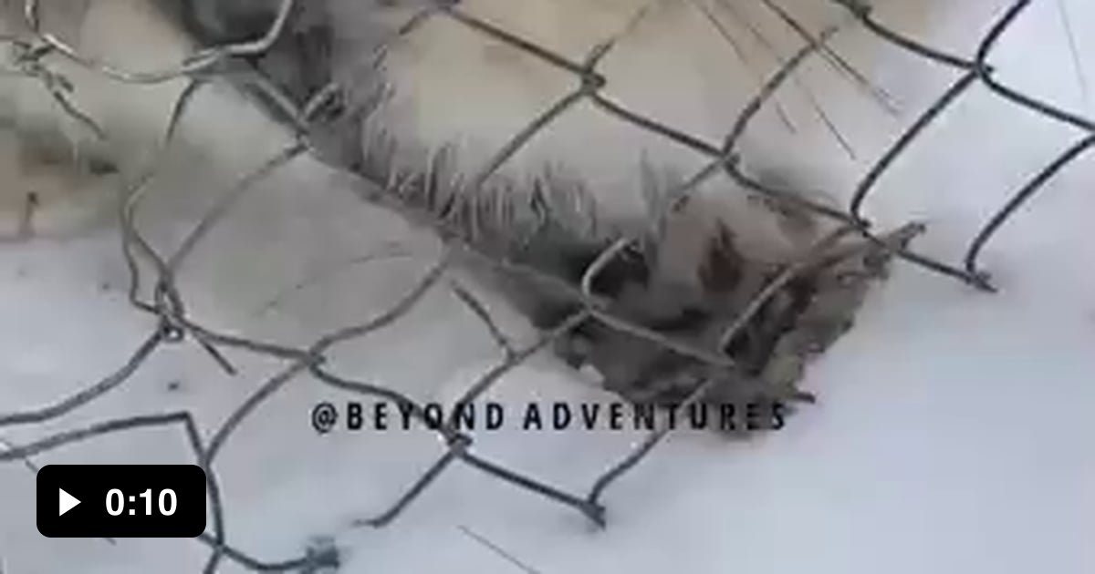 There has never been an attack on human by a snow leopard in the ...