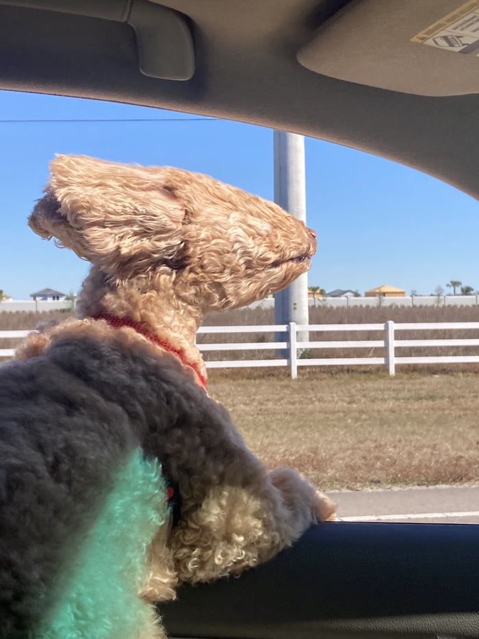 Alien or dog - 9GAG
