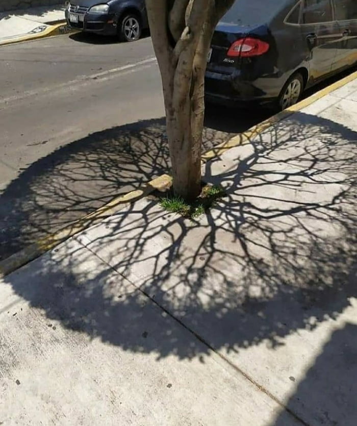 A unique pattern formed from the shadow under the tree. - 9GAG