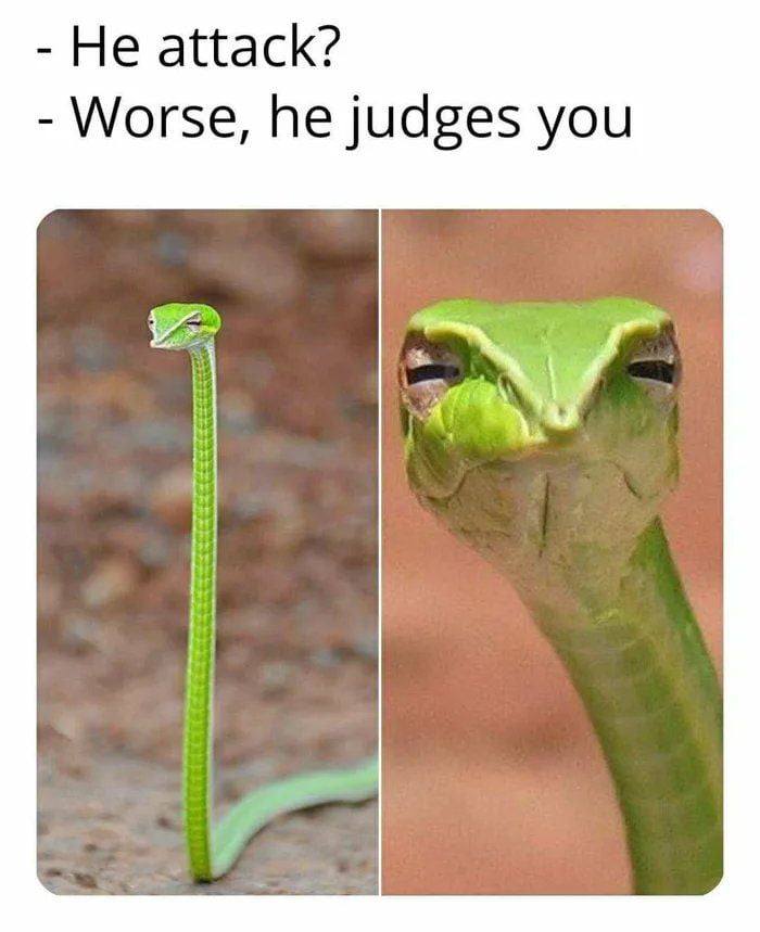 The snek of judgment - 9GAG