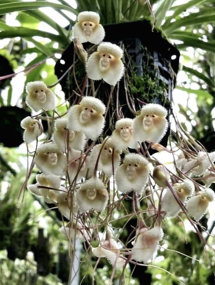 Himalayan monkey flowers. They blossom once every 20 years. - 9GAG