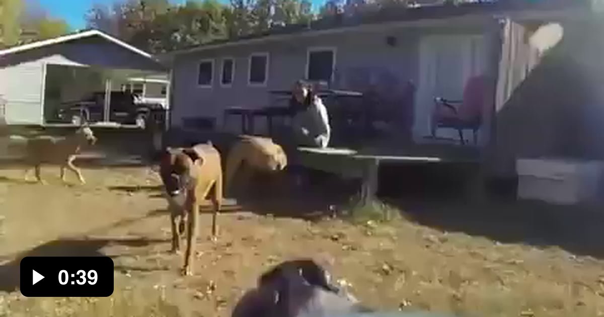 Dog steals GoPro on a frisbee and runs around with it. - 9GAG