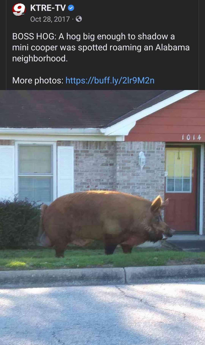 BOSS HOG, Despotic Figurehead of Tusk Incorporated - 9GAG