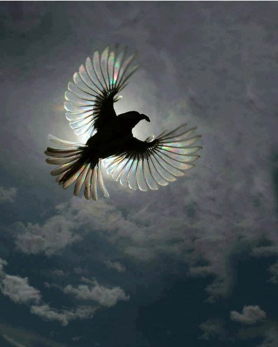 Backlit bird's plumage captured while in flight - 9GAG