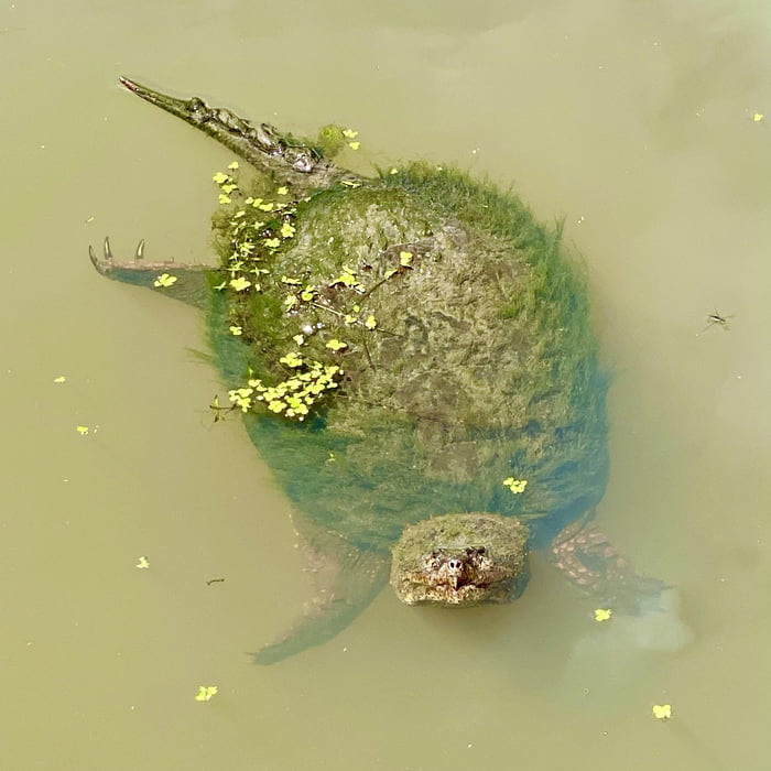 Ancient snapping turtle looks ready to eat me - 9GAG